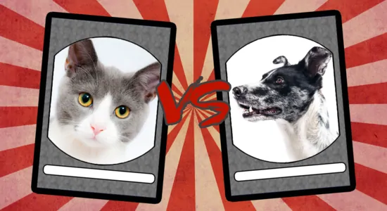 This or That Magic: Cats or Dogs?